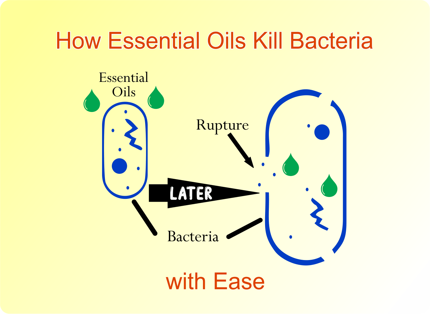 How Essential Oils Kill Bacteria With Ease - EarthSential
